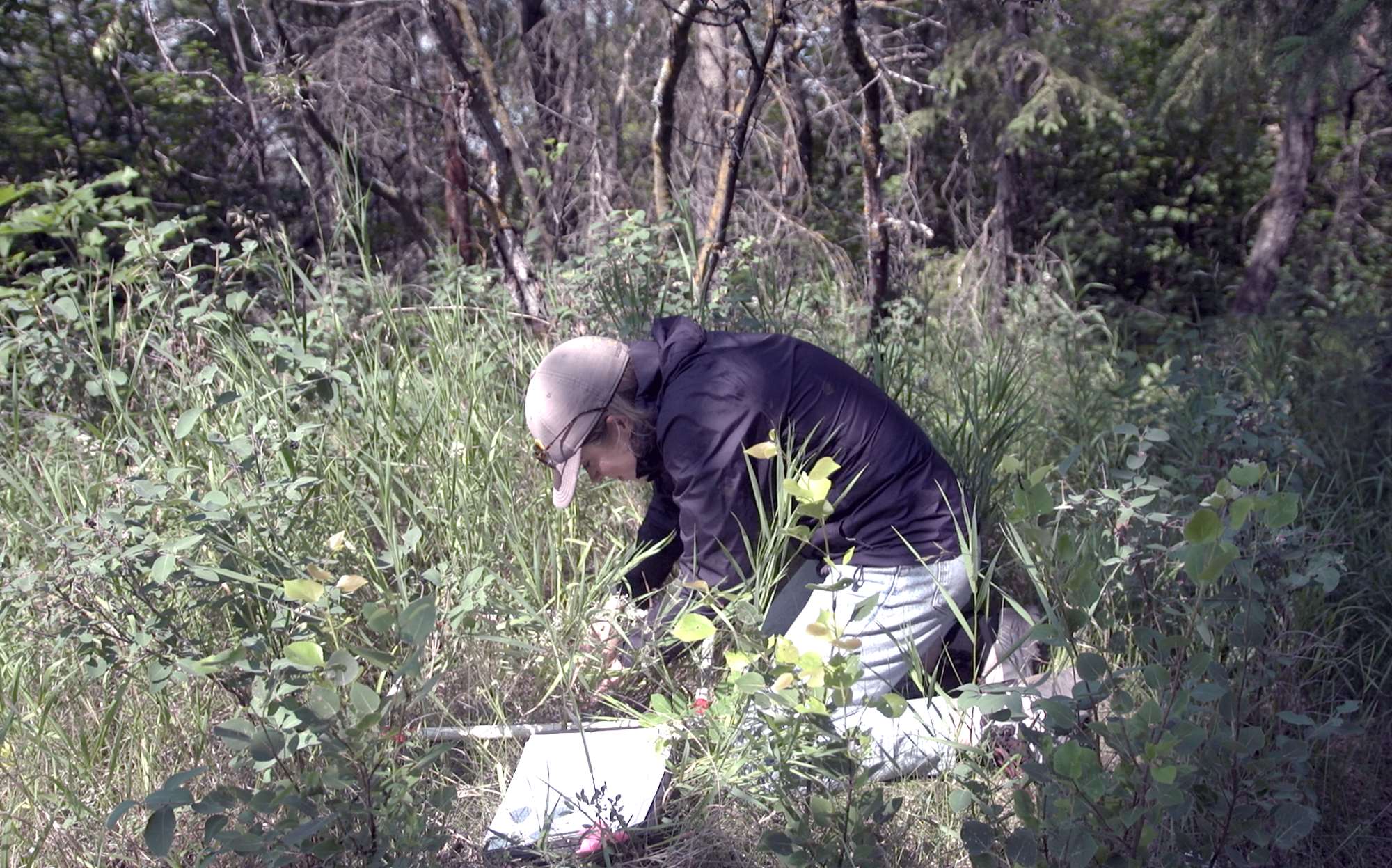 Ecologist: Occupations in Alberta - alis